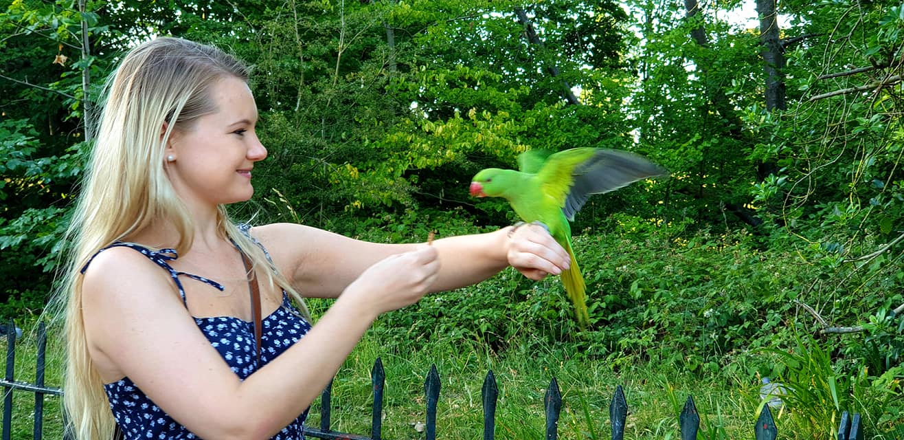 Parrots in Hyde Park – Chillout London Travel Blog