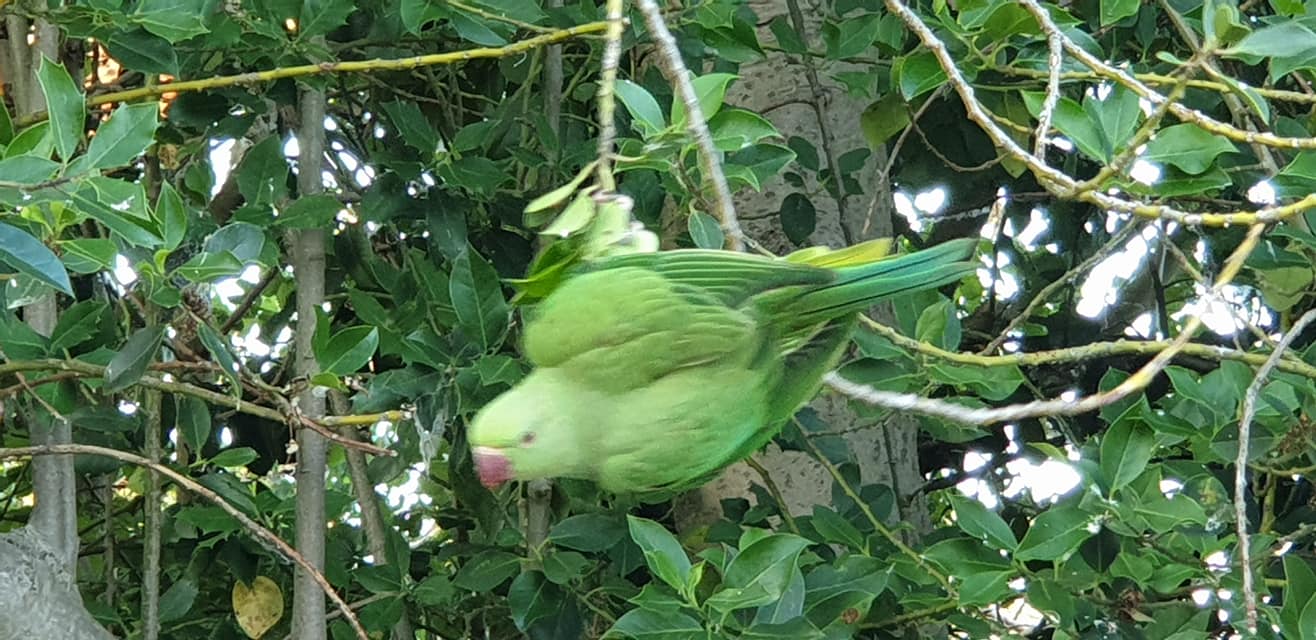 Parrots in Hyde Park – Chillout London Travel Blog