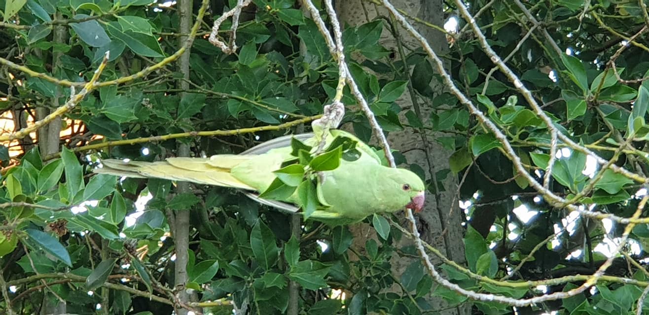 Parrots in Hyde Park – Chillout London Travel Blog