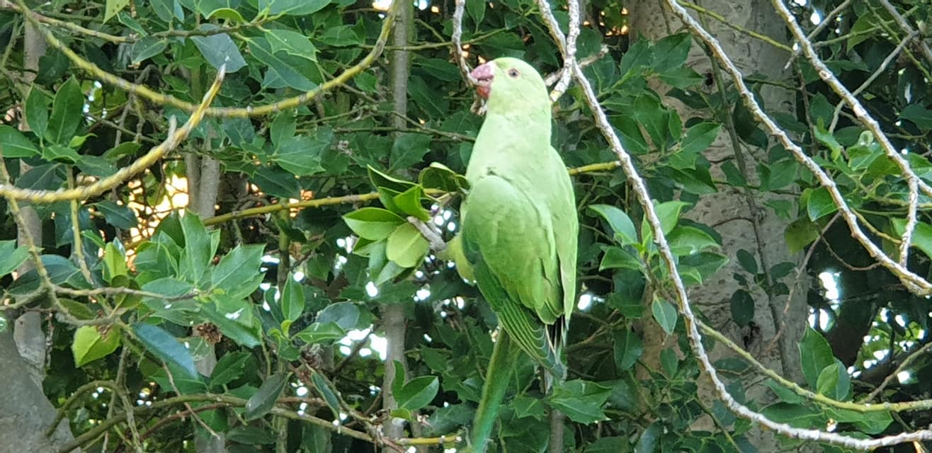 Parrots in Hyde Park – Chillout London Travel Blog